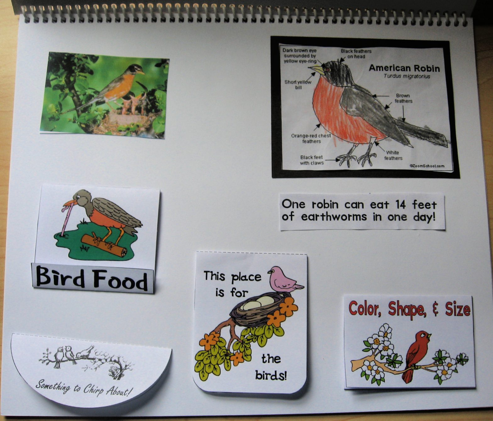 Backyard Birds Lapbook - Homeschool Share