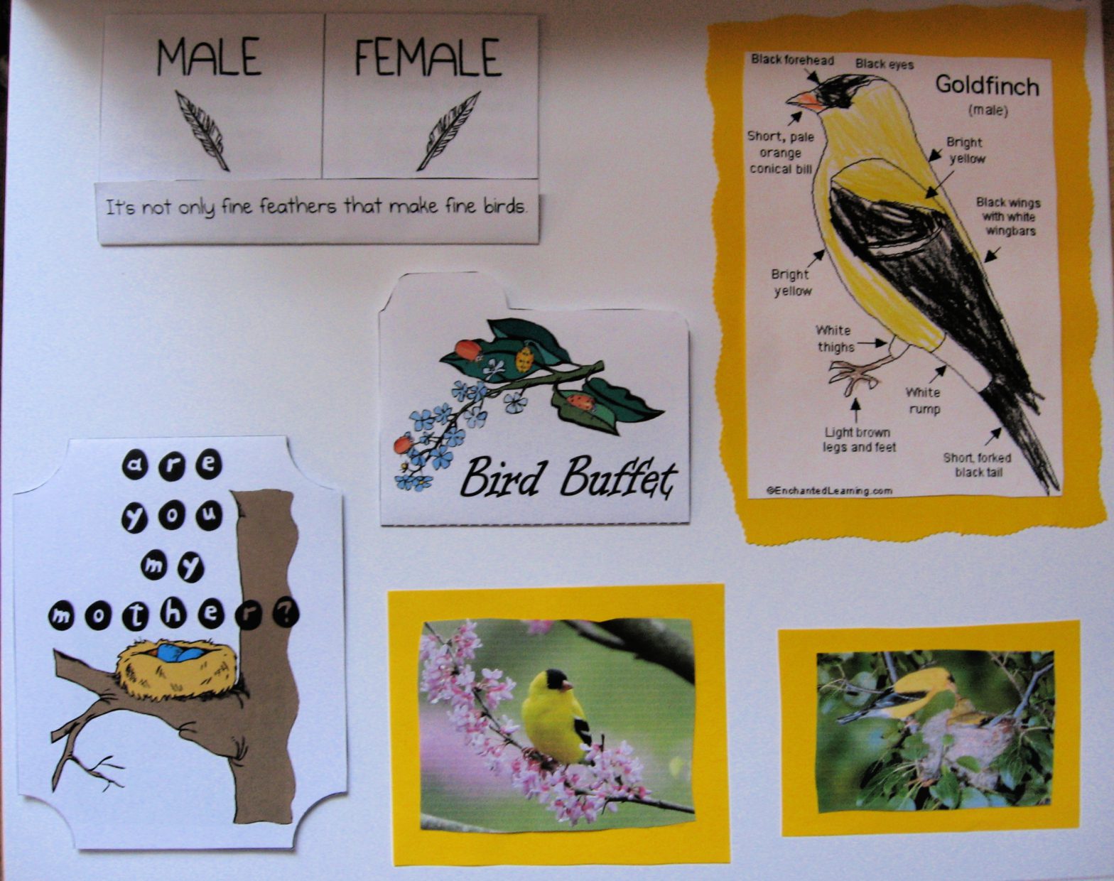 Backyard Birds Lapbook - Homeschool Share