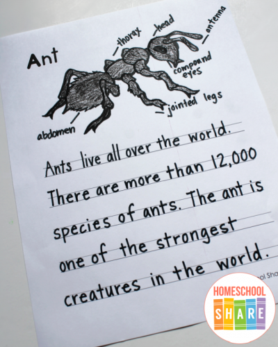 Alphabet Animal Report Forms - Homeschool Share