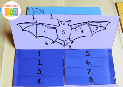 Free Stellaluna Activities & Lapbook - Homeschool Share