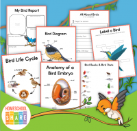 The Boy Who Drew Birds Unit Study - Homeschool Share