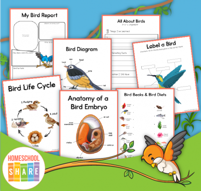 The Boy Who Drew Birds Unit Study - Homeschool Share