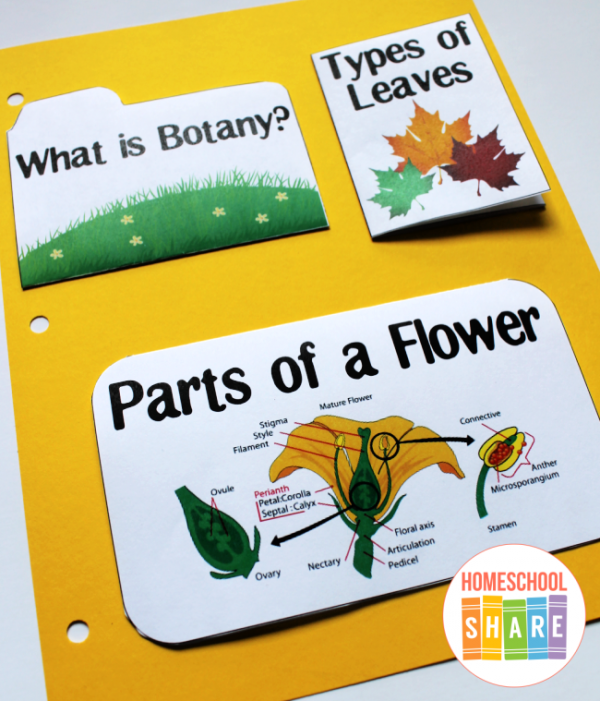 Botany Lapbook - Homeschool Share