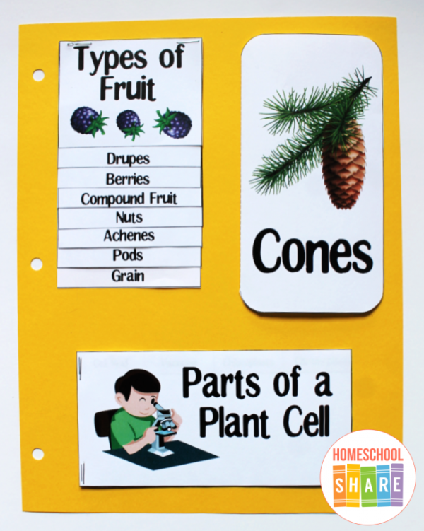 Botany Lapbook - Homeschool Share