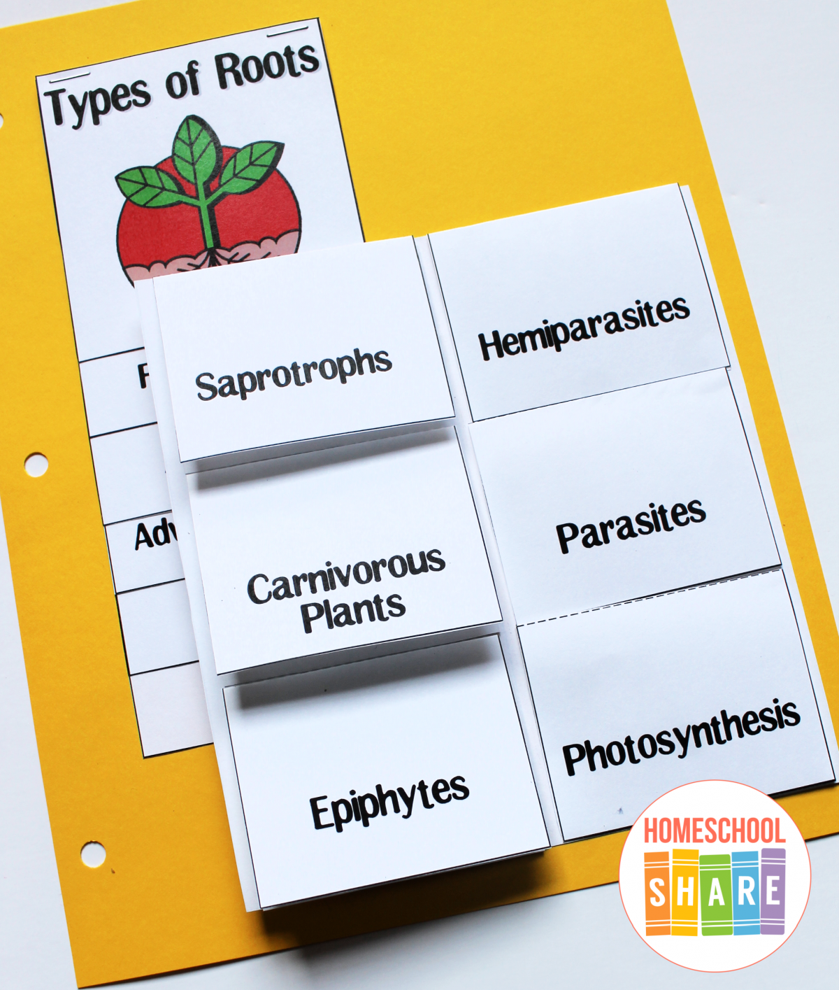 Botany Lapbook - Homeschool Share