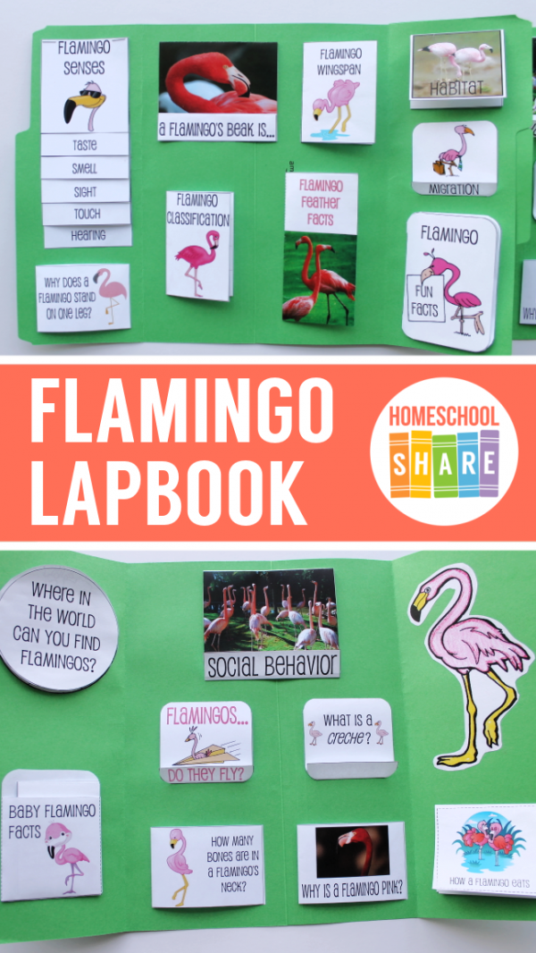 Flamingo Lapbook - Homeschool Share