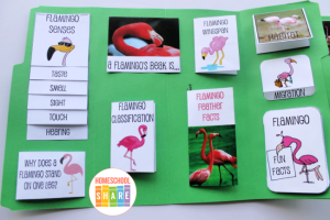 Flamingo Lapbook - Homeschool Share