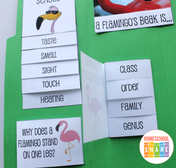 Flamingo Lapbook - Homeschool Share