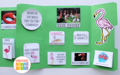 Flamingo Lapbook - Homeschool Share