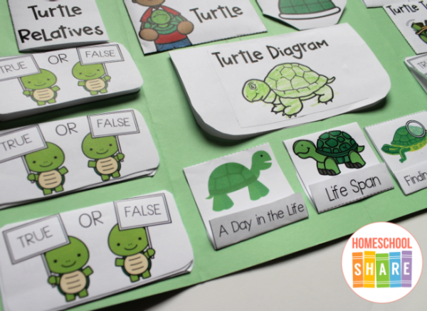 Turtle Lapbook - Homeschool Share