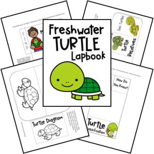 Free Sea Turtle Lapbook - Homeschool Share
