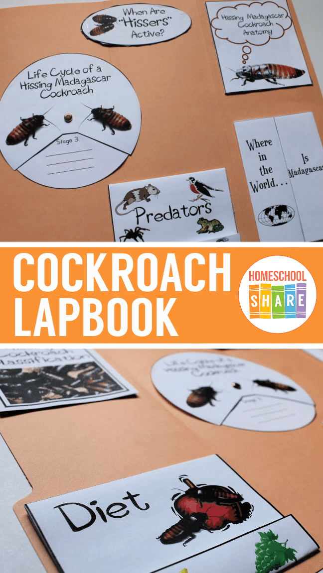 Hissing Cockroach Lapbook - Homeschool Share