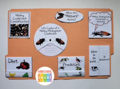 Hissing Cockroach Lapbook - Homeschool Share