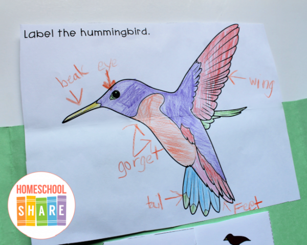 Hummingbirds Lapbook - Homeschool Share