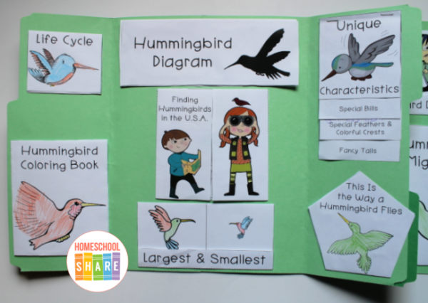 Hummingbirds Lapbook - Homeschool Share