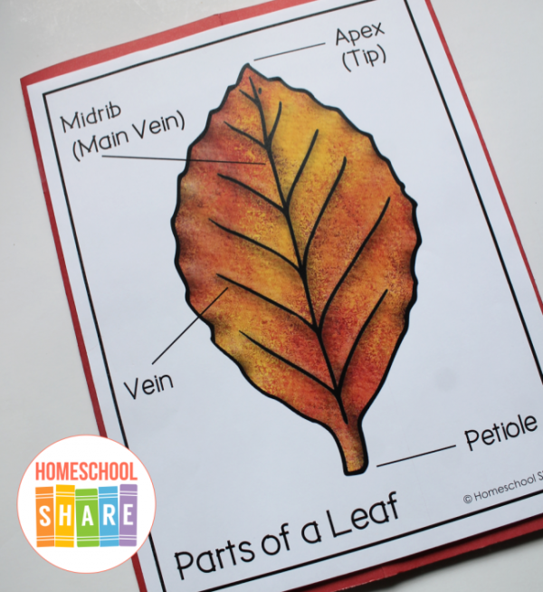 Leaves Unit Study & Lapbook - Homeschool Share