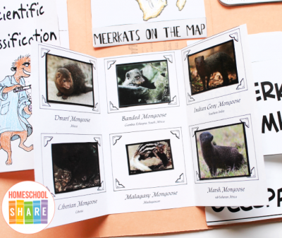 Free Meerkats Lapbook - Homeschool Share