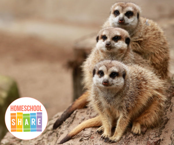 Free Meerkats Lapbook - Homeschool Share