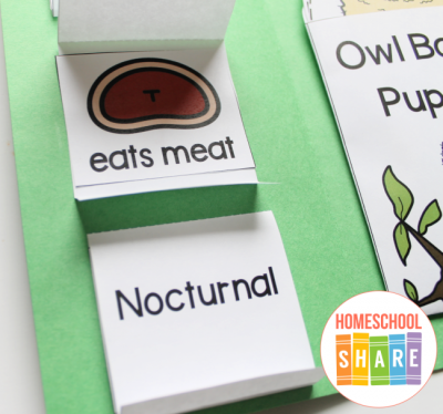 Free Owl Babies Activities for Preschool - Homeschool Share