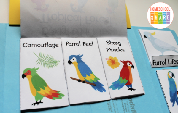 Parrots Lapbook - Homeschool Share