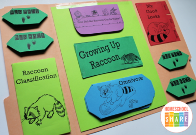 Raccoon Lapbook - Homeschool Share