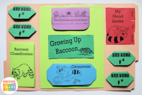 Raccoon Lapbook - Homeschool Share