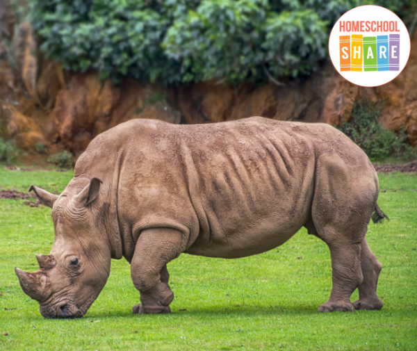 Free Rhinoceros Lapbook - Homeschool Share