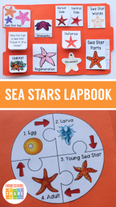 Free Sea Stars Lapbook - Homeschool Share