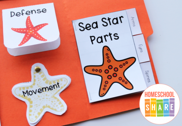 Free Sea Stars Lapbook - Homeschool Share