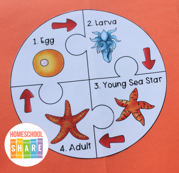 Free Sea Stars Lapbook - Homeschool Share
