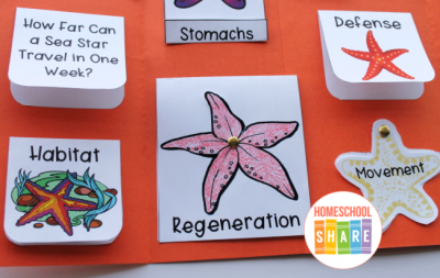 Free Sea Stars Lapbook - Homeschool Share
