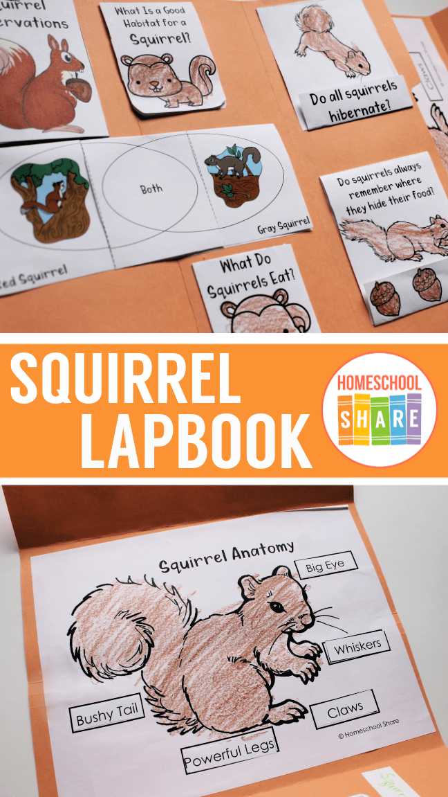 Squirrel Lapbook - Homeschool Share