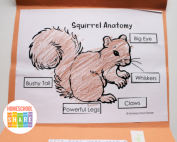 Squirrel Lapbook - Homeschool Share