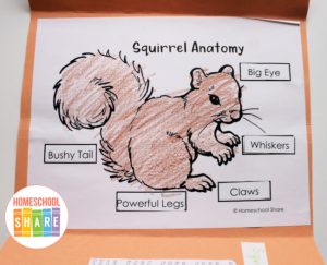 Squirrel Lapbook - Homeschool Share