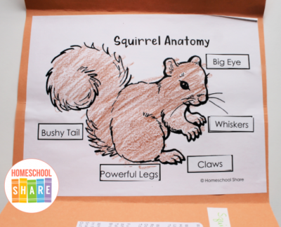 Squirrel Lapbook - Homeschool Share