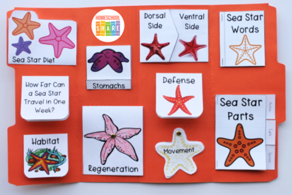 Ocean Zones Worksheets (free!) - Homeschool Share