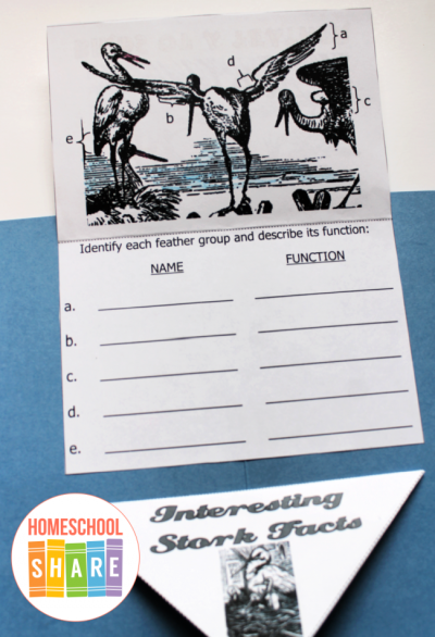 Storks Lapbook - Homeschool Share