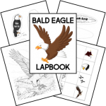 Bald Eagle Lapbook – Homeschool Share
