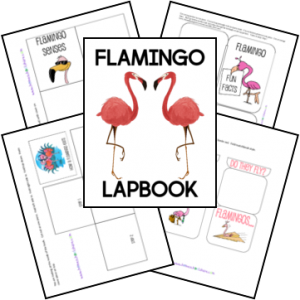 Flamingo Lapbook - Homeschool Share