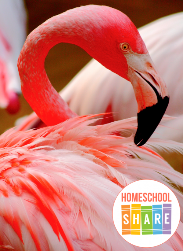 Flamingo Lapbook - Homeschool Share