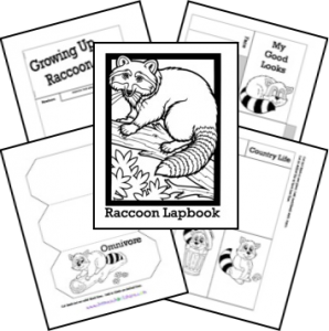 Raccoon Lapbook - Homeschool Share