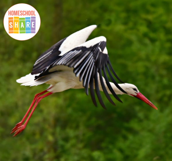 Storks Lapbook - Homeschool Share