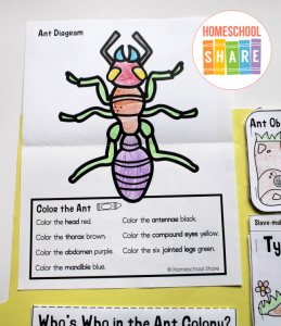 Free Ants Lapbook - Homeschool Share