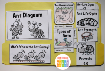 Free Ants Lapbook - Homeschool Share