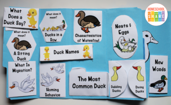 Free Ducks Lapbook - Homeschool Share
