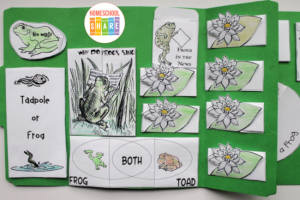 Frogs Lapbook - Homeschool Share