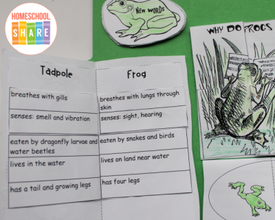 Frogs Lapbook - Homeschool Share