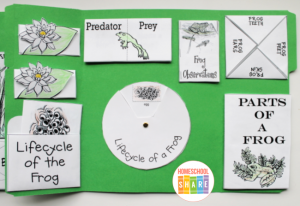 Frogs Lapbook - Homeschool Share