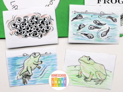 Frogs Lapbook - Homeschool Share