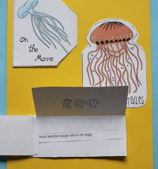 Jellyfish Lapbook - Homeschool Share